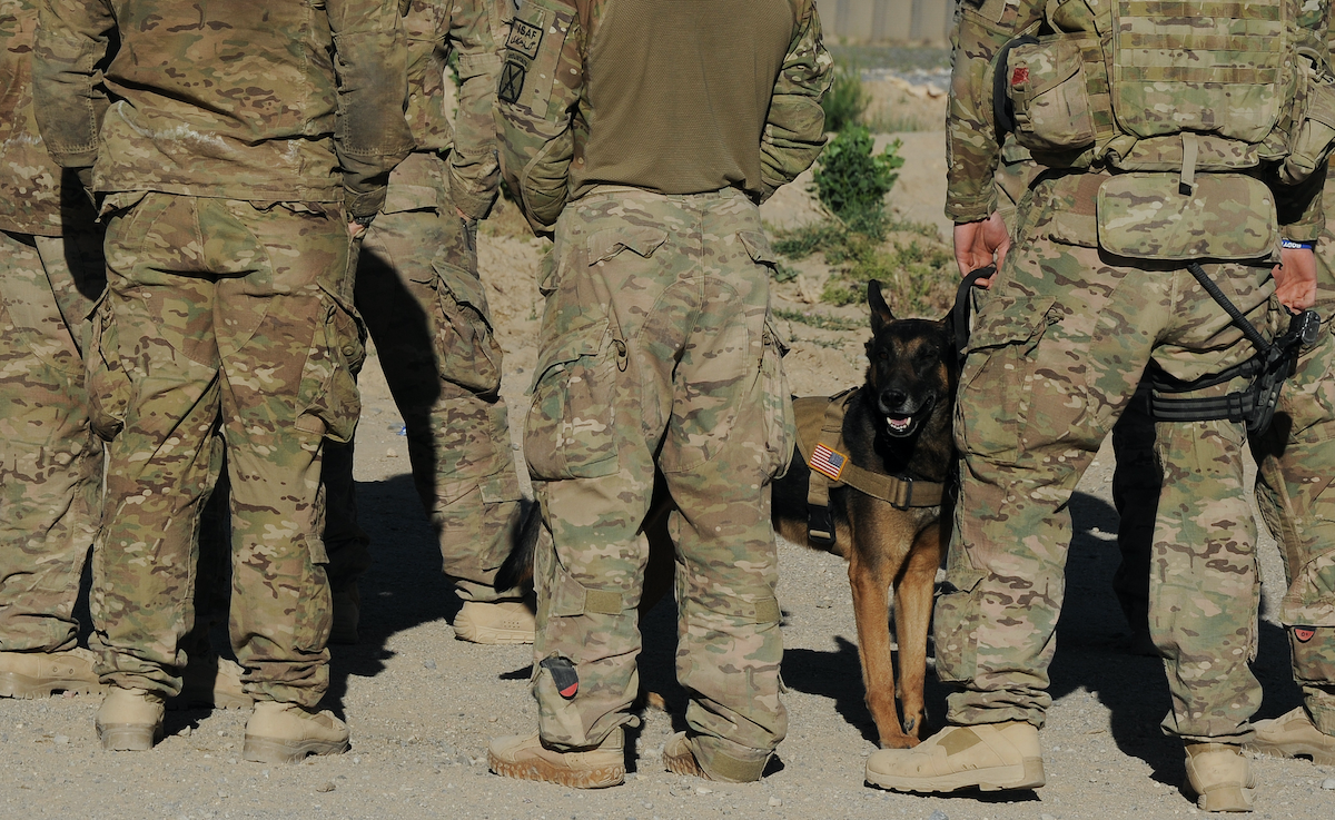 What We Know About the Claims of Military Dogs Left in Kabul ...